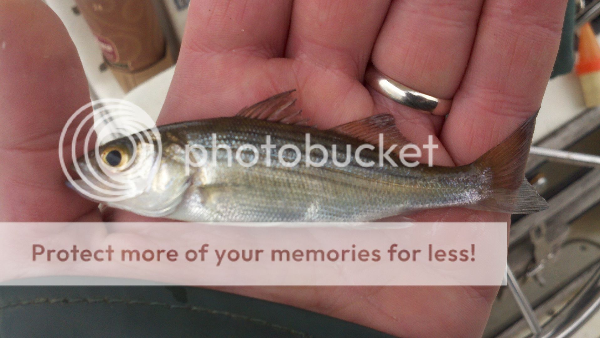 Baby Stripers | BASS BARN